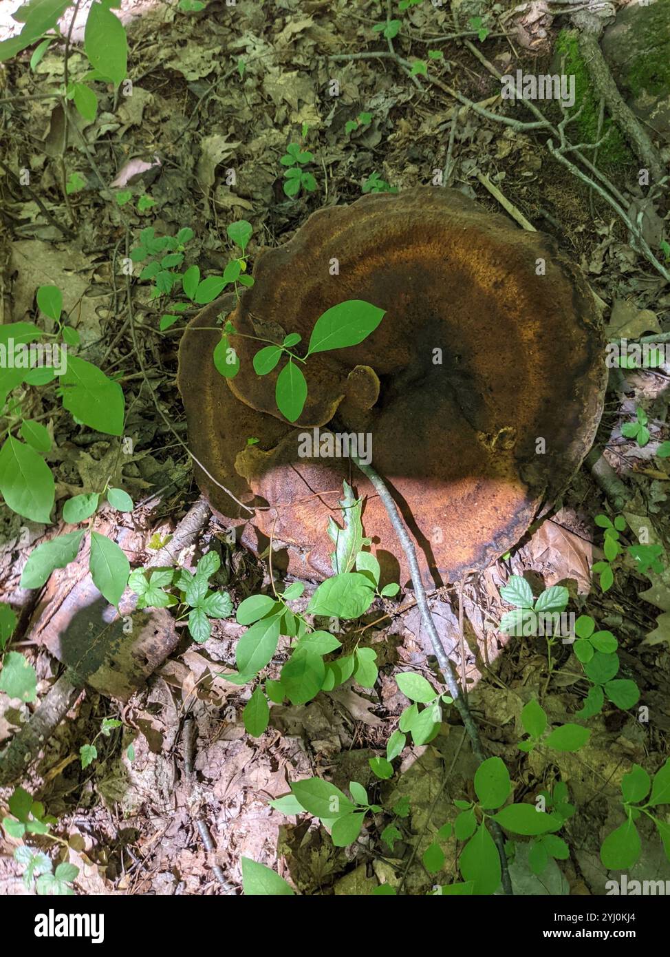 ash-tree bolete (Boletinellus merulioides Stock Photo - Alamy