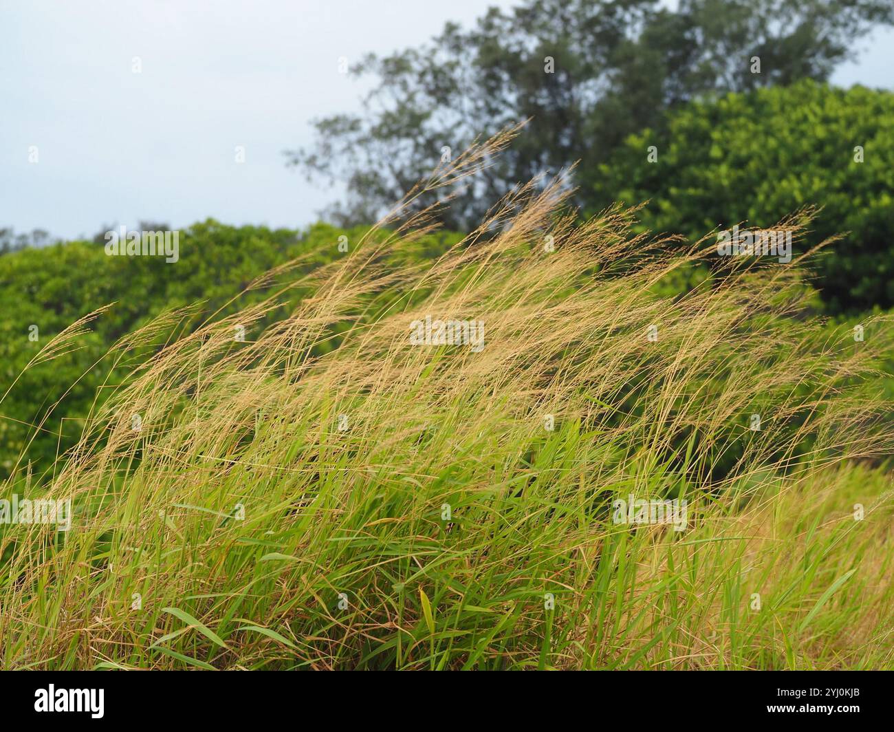 guinea grass (Megathyrsus maximus Stock Photo - Alamy