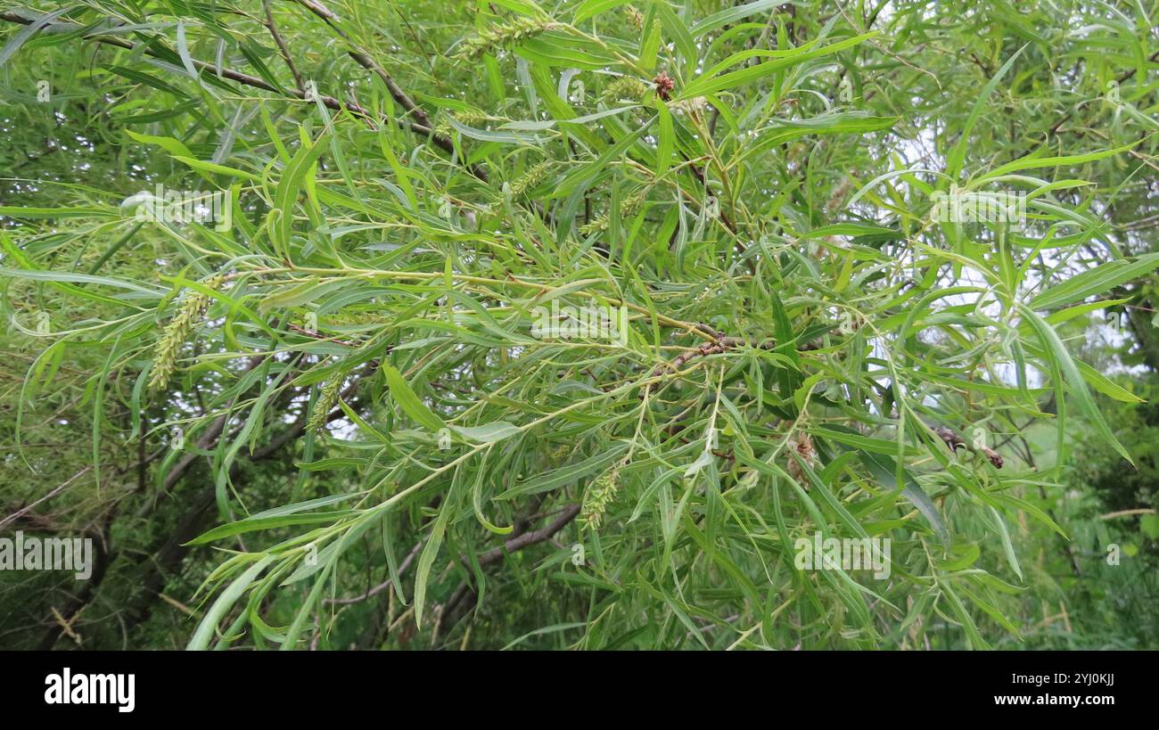 interior sandbar willow (Salix interior Stock Photo - Alamy