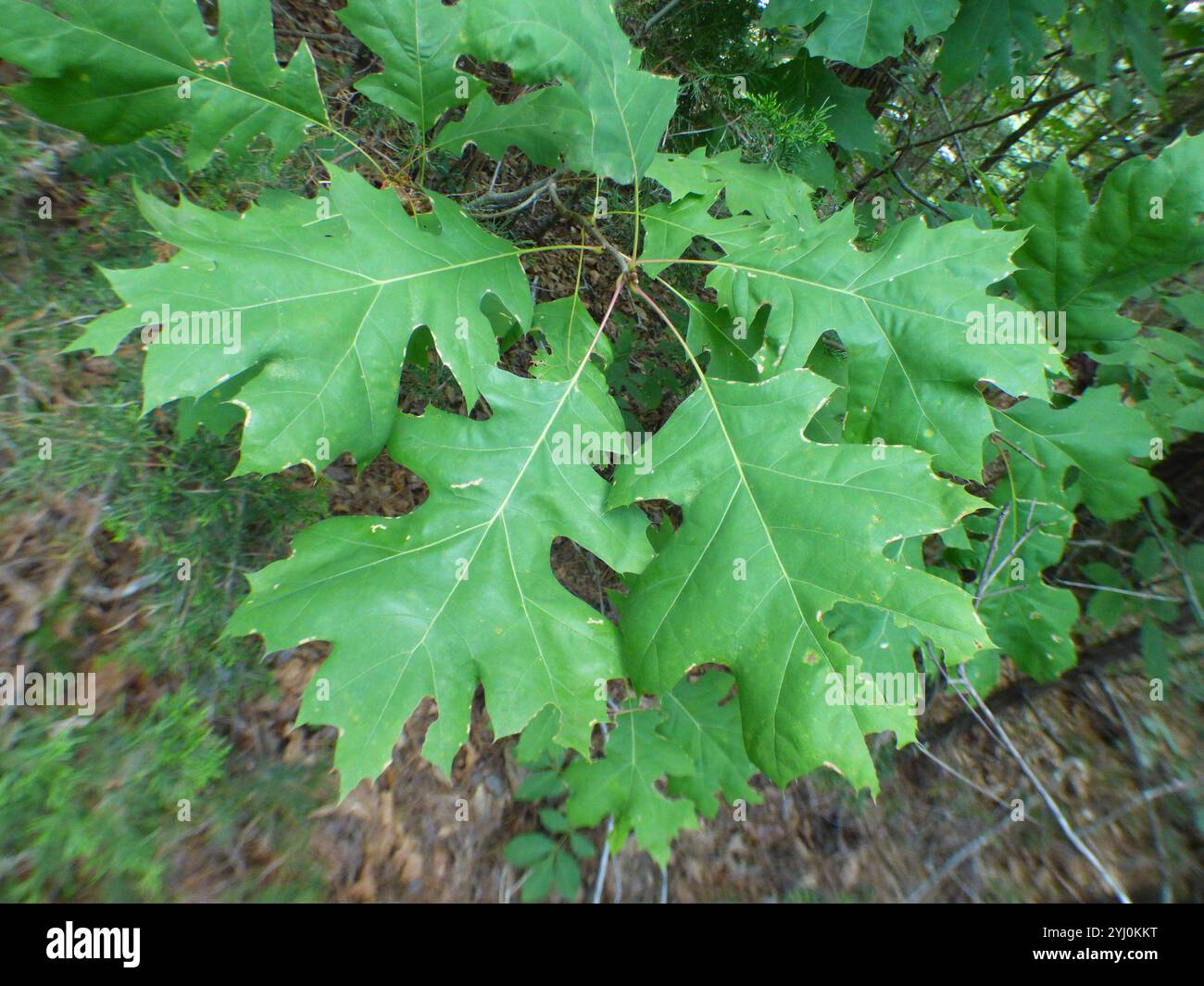 northern red oak (Quercus rubra Stock Photo - Alamy