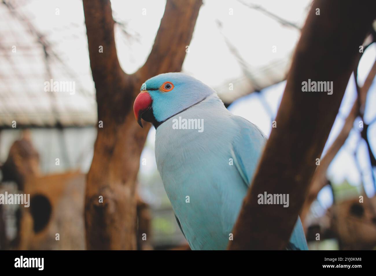 A vibrant blue parrot perches on a branch, its bright feathers ...