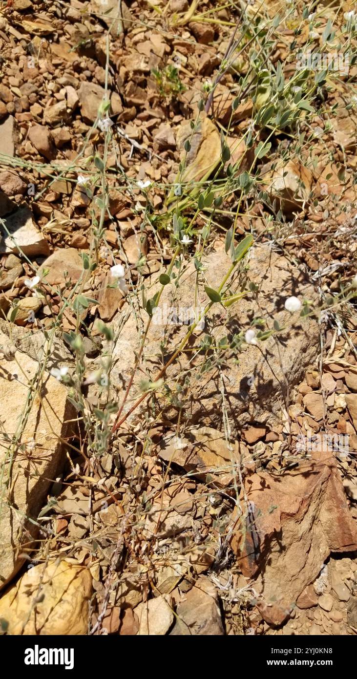 Spanish clover (Acmispon americanus Stock Photo - Alamy