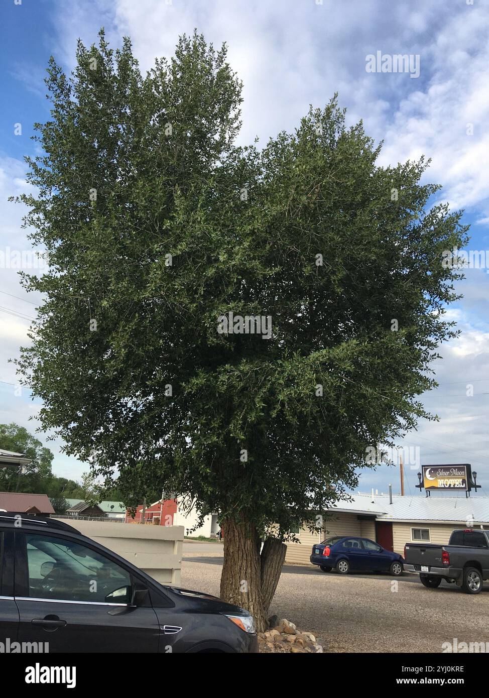 Narrowleaf Cottonwood (Populus angustifolia Stock Photo - Alamy