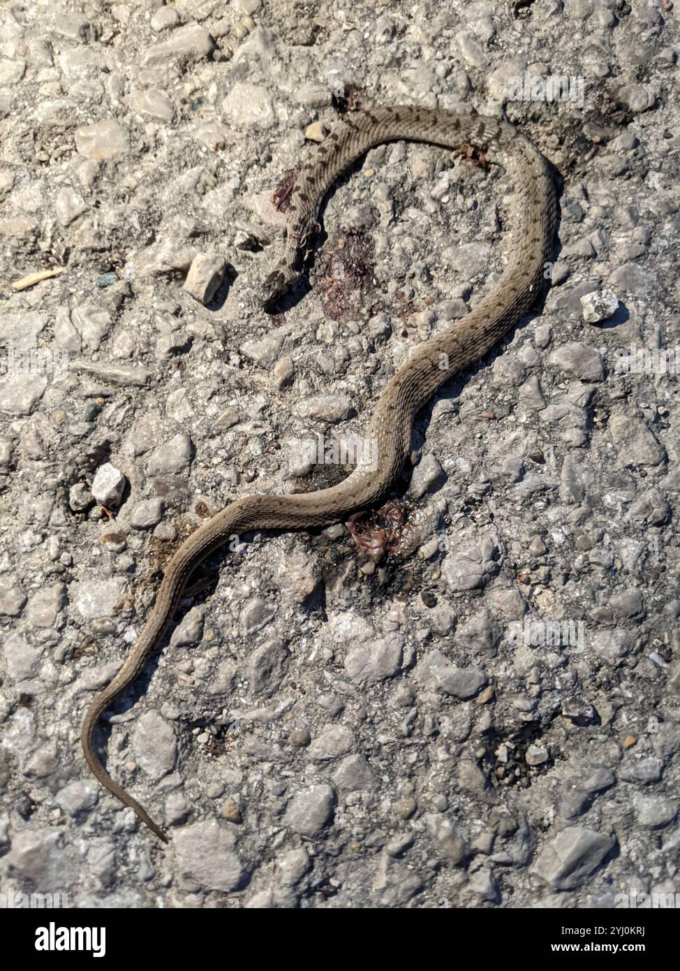 DeKay's Brownsnake (Storeria dekayi Stock Photo - Alamy