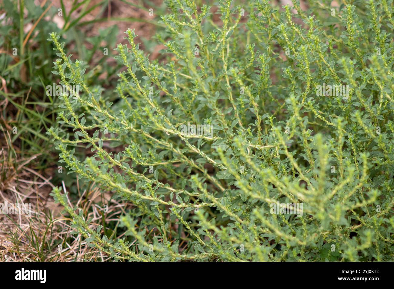 prostrate pigweed (Amaranthus albus Stock Photo - Alamy