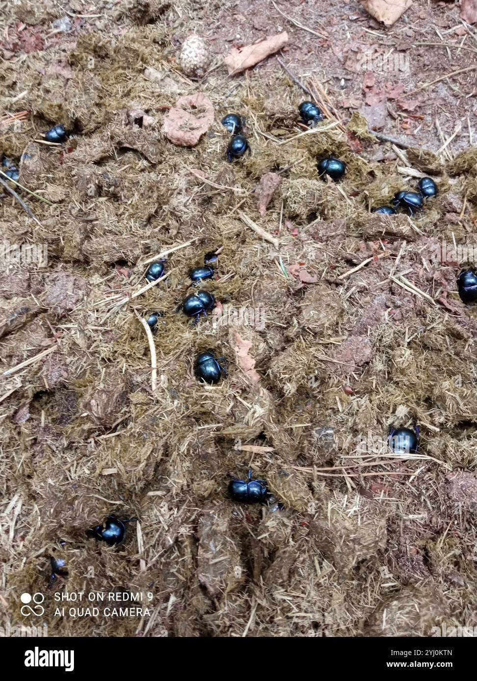 Earth-boring Beetles (Geotrupidae Stock Photo - Alamy