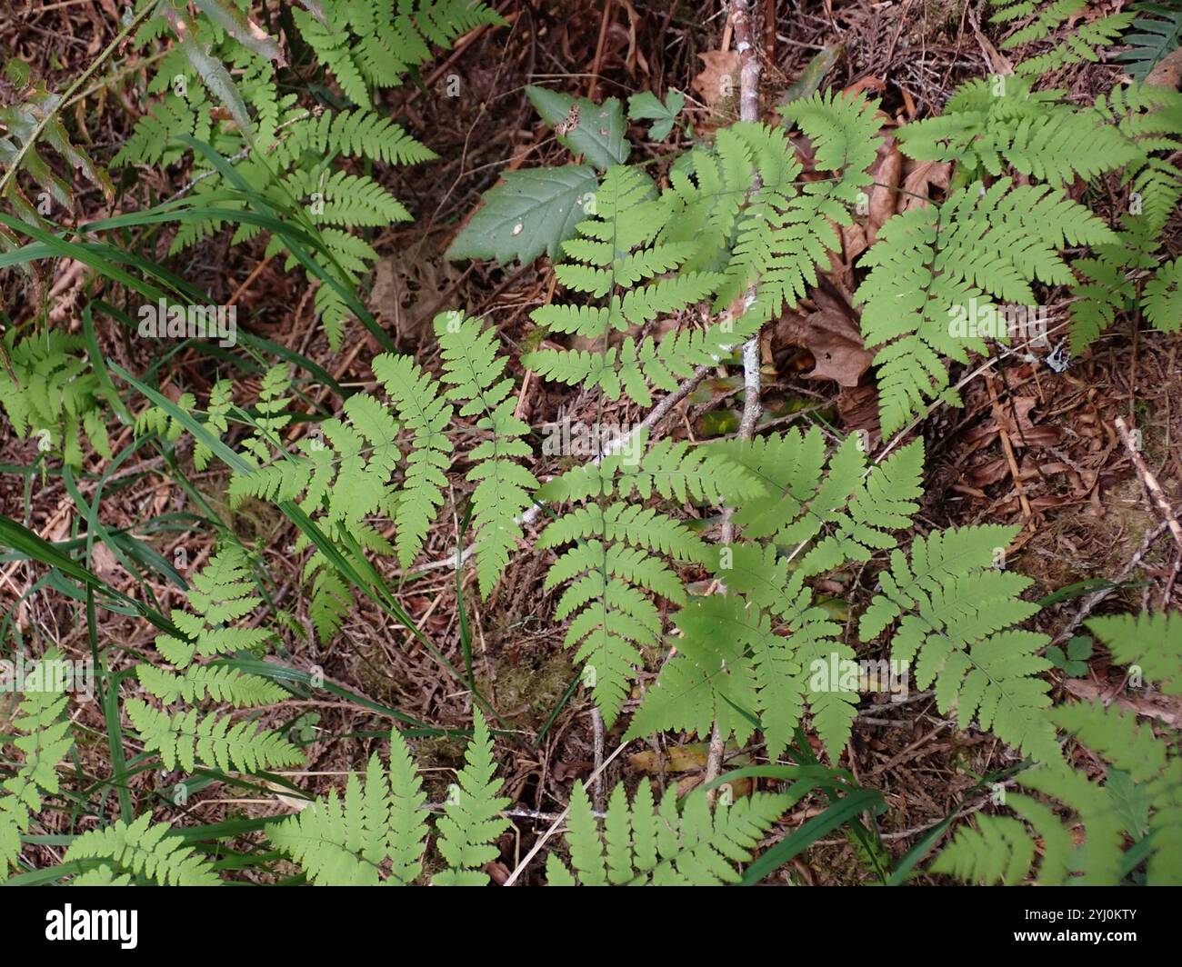 oak ferns (Gymnocarpium Stock Photo - Alamy