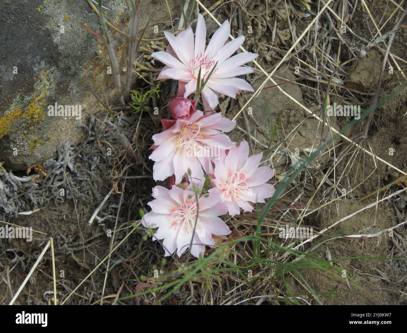 Bitterroot (Lewisia rediviva Stock Photo - Alamy