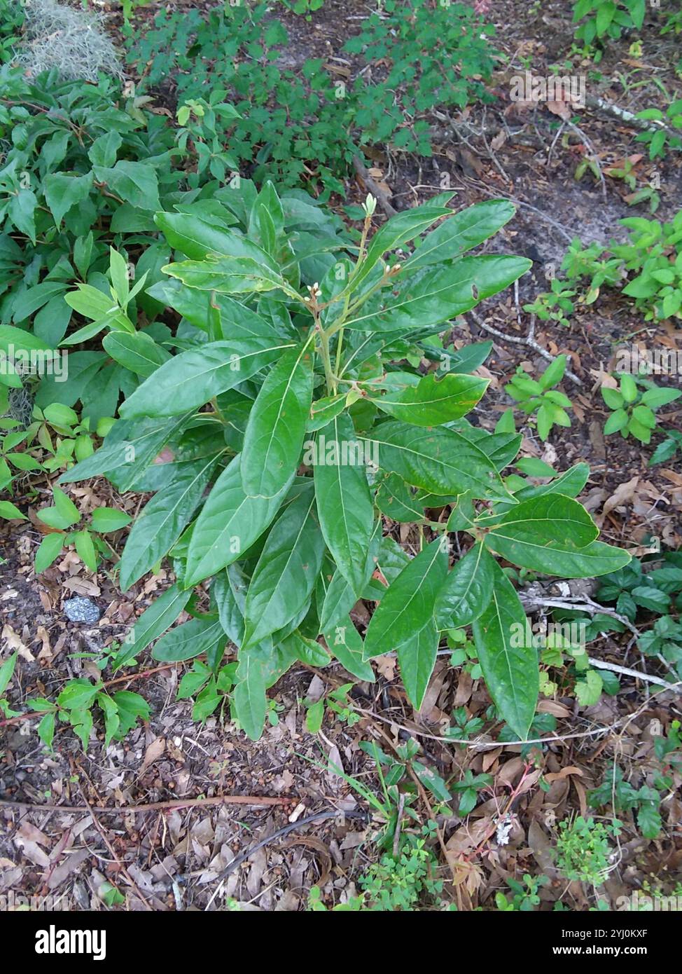 Swamp Bay (Persea palustris Stock Photo - Alamy