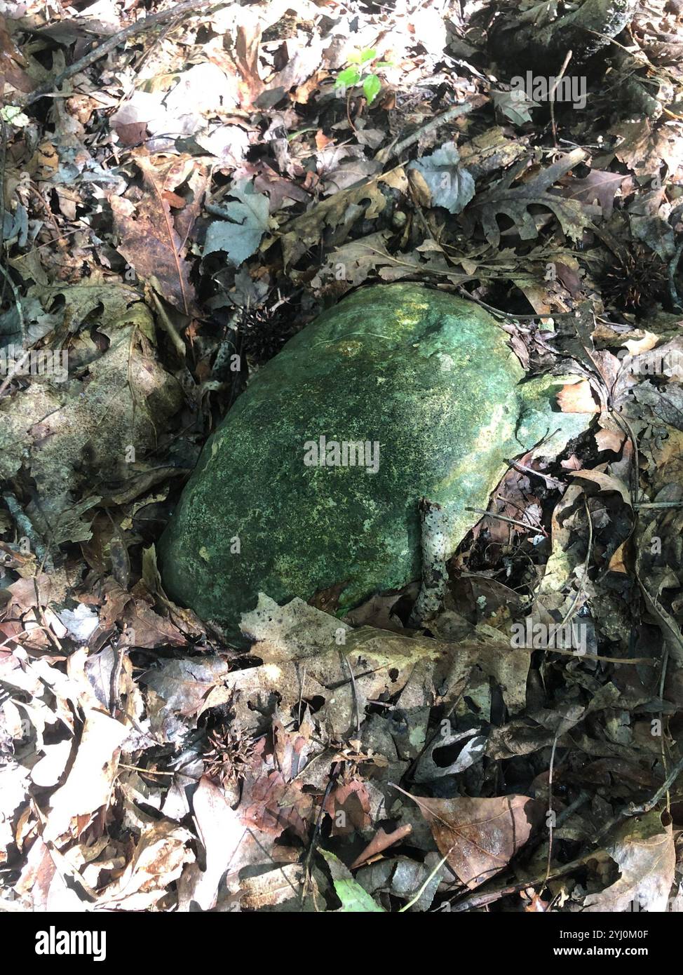 broad beech fern (Phegopteris hexagonoptera Stock Photo - Alamy