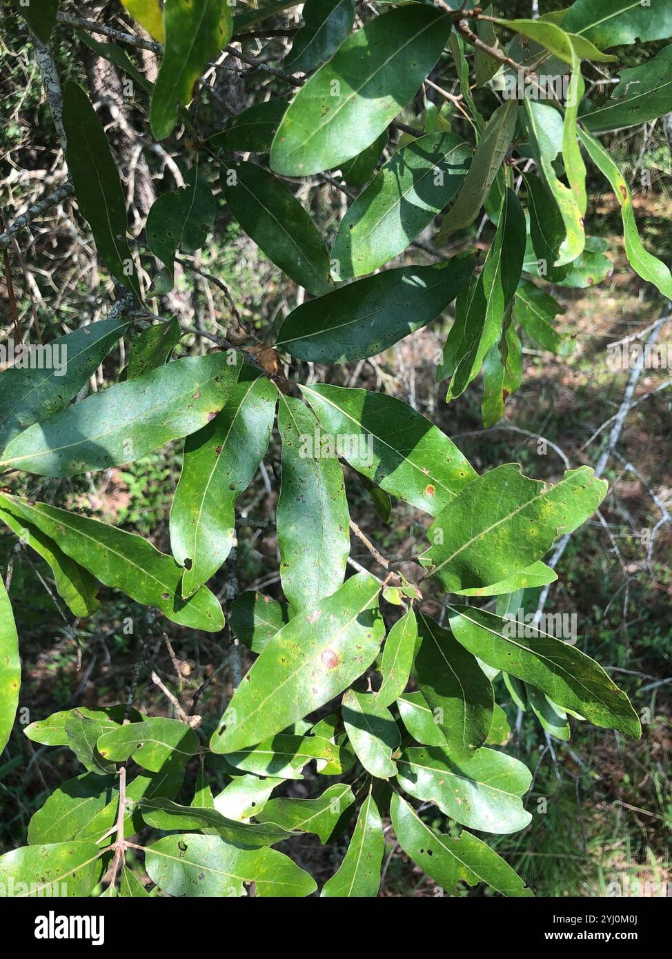 bluejack oak (Quercus incana Stock Photo - Alamy