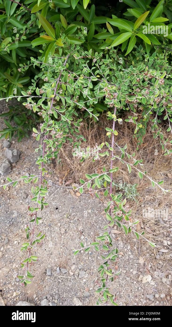 Cotoneaster pannosus hi-res stock photography and images - Alamy