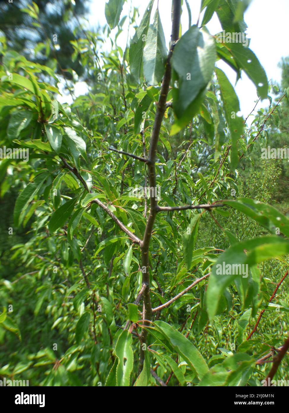 Chickasaw plum (Prunus angustifolia Stock Photo - Alamy
