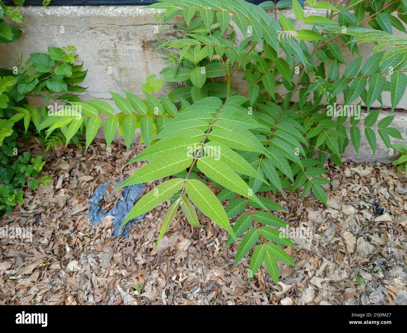 tree-of-heaven (Ailanthus altissima Stock Photo - Alamy