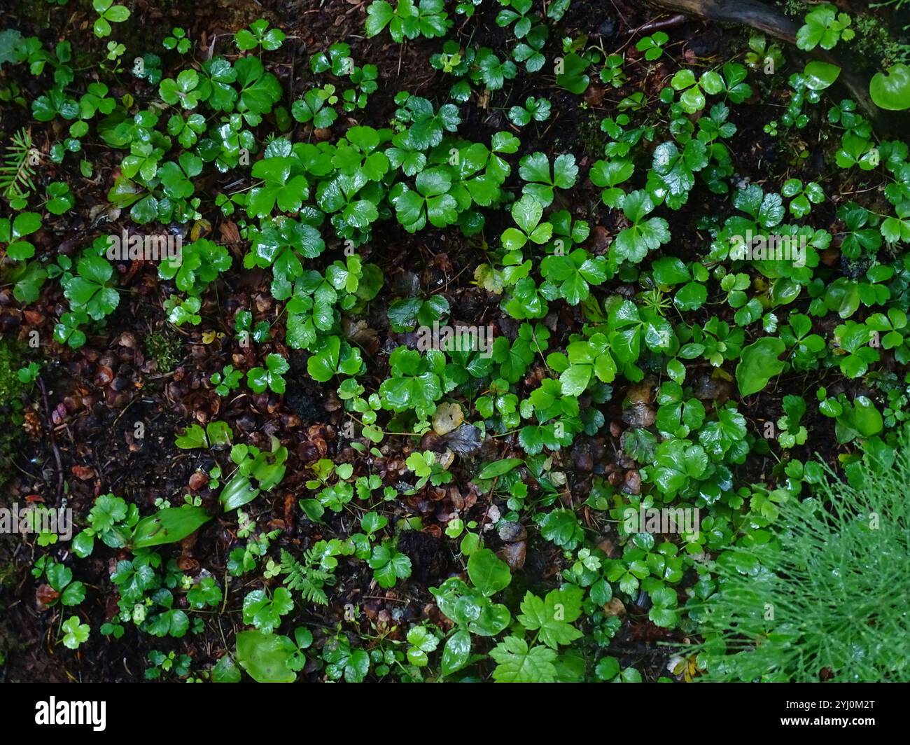 threeleaf goldthread (Coptis trifolia Stock Photo - Alamy