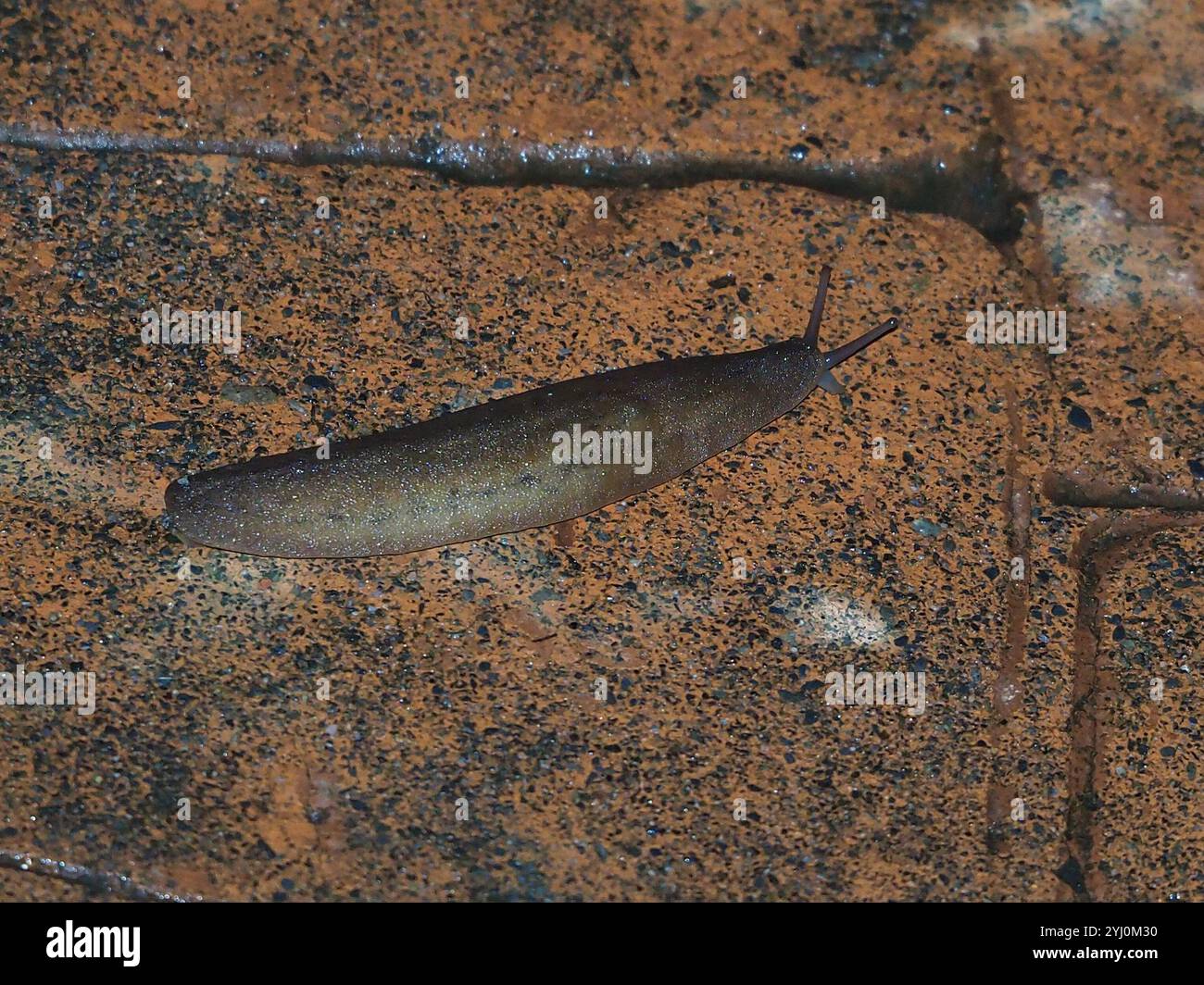 Tropical Leatherleaf Slug (Laevicaulis alte Stock Photo - Alamy