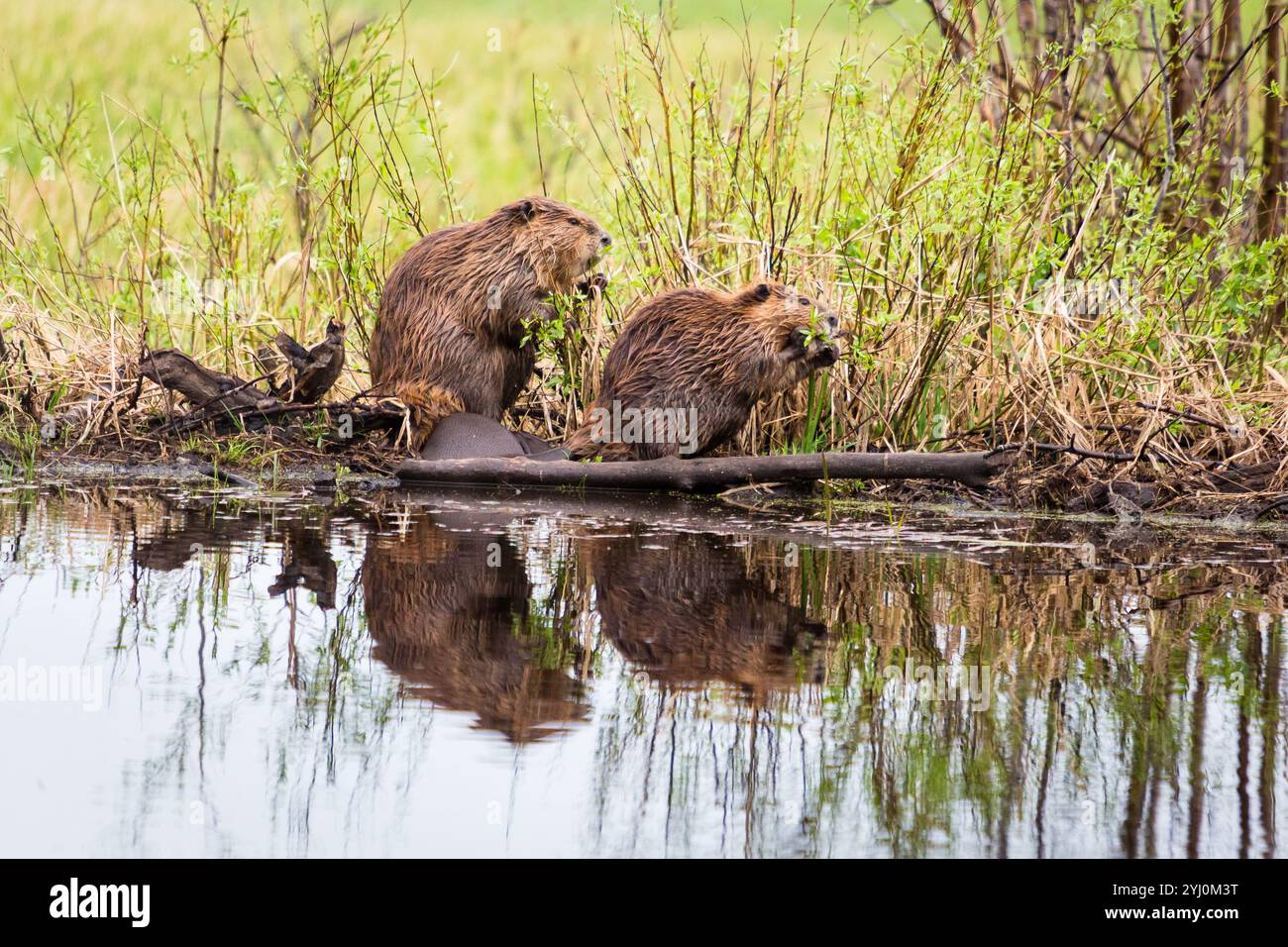 Pair of beavers eating hi-res stock photography and images - Alamy
