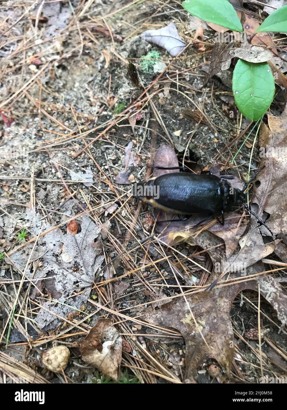 Broad-necked Root Borer (Prionus laticollis Stock Photo - Alamy