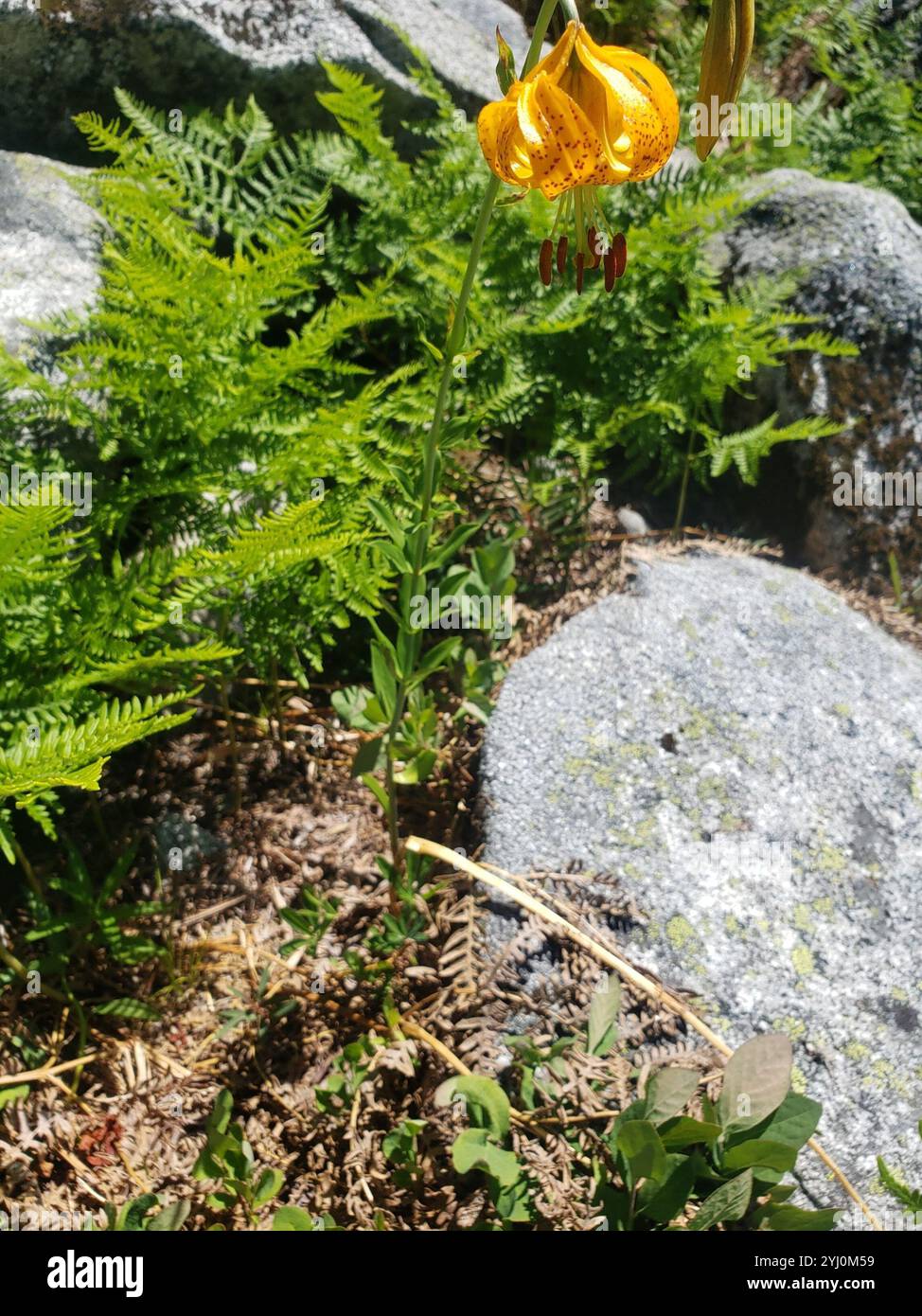 Columbia lily (Lilium columbianum Stock Photo - Alamy