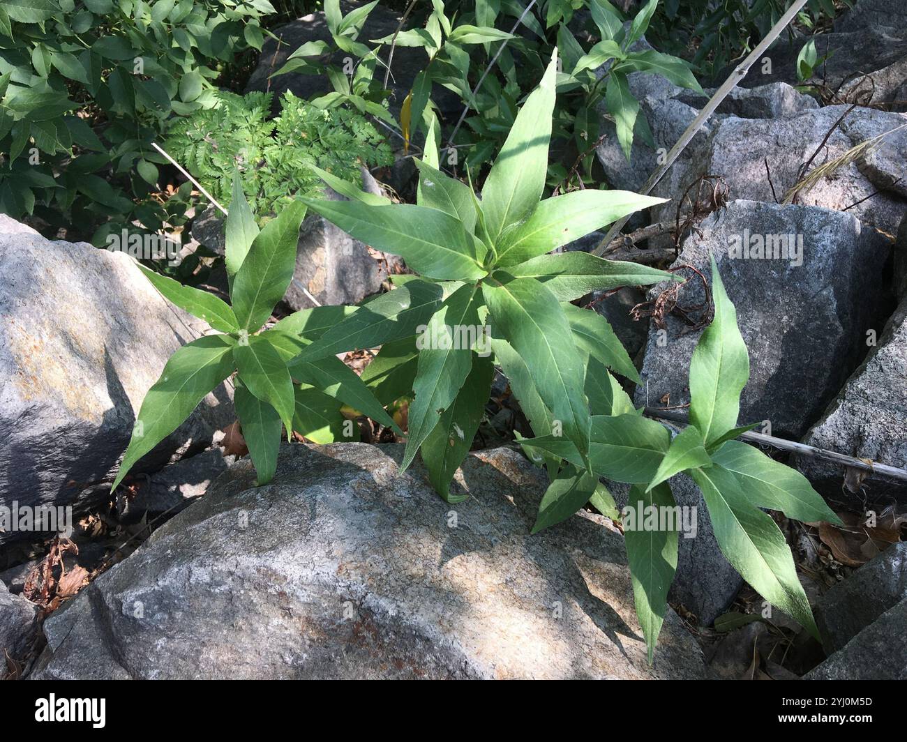 longroot smartweed (Persicaria amphibia emersa Stock Photo - Alamy