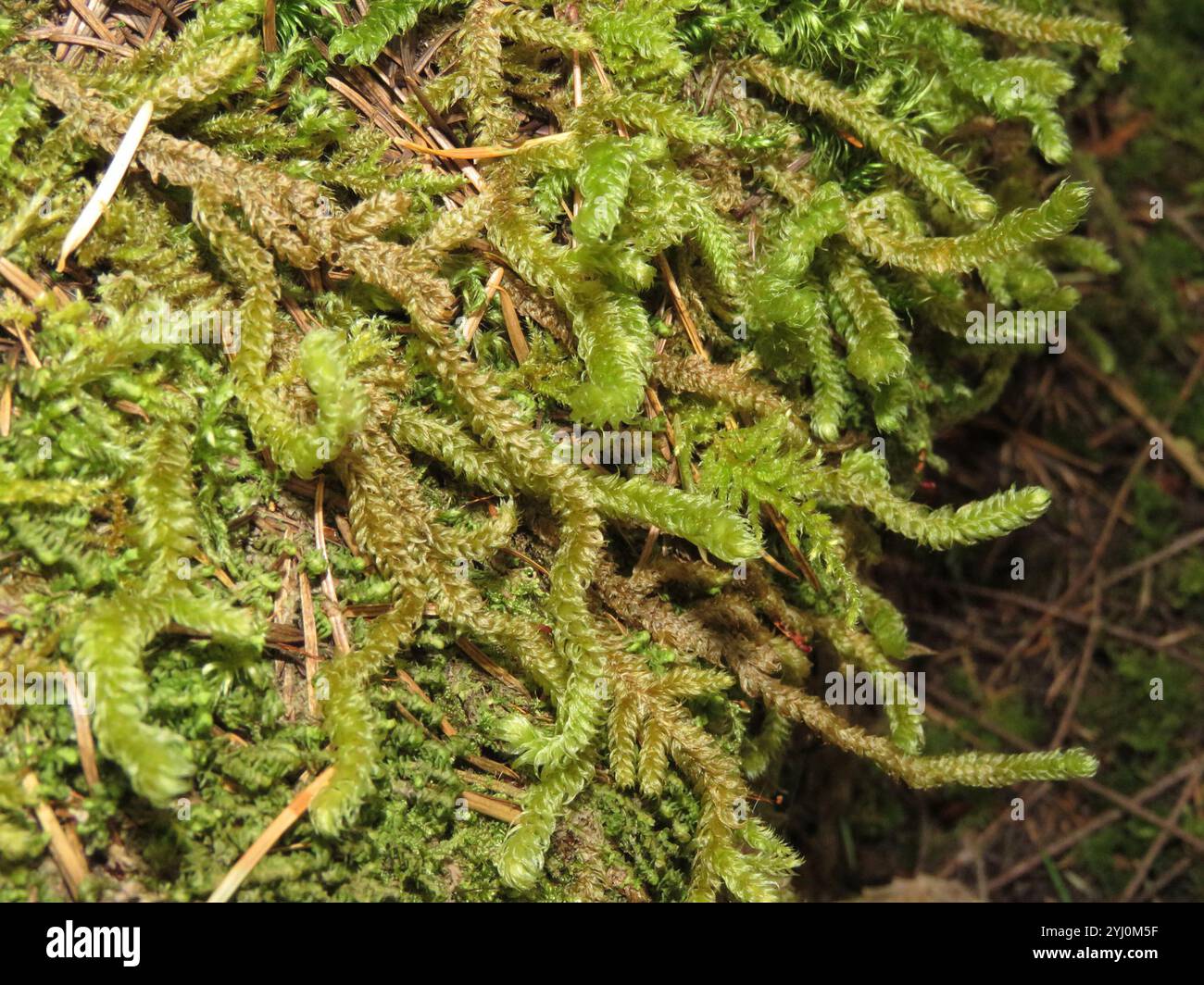Pipecleaner Moss (Rhytidiopsis robusta Stock Photo - Alamy