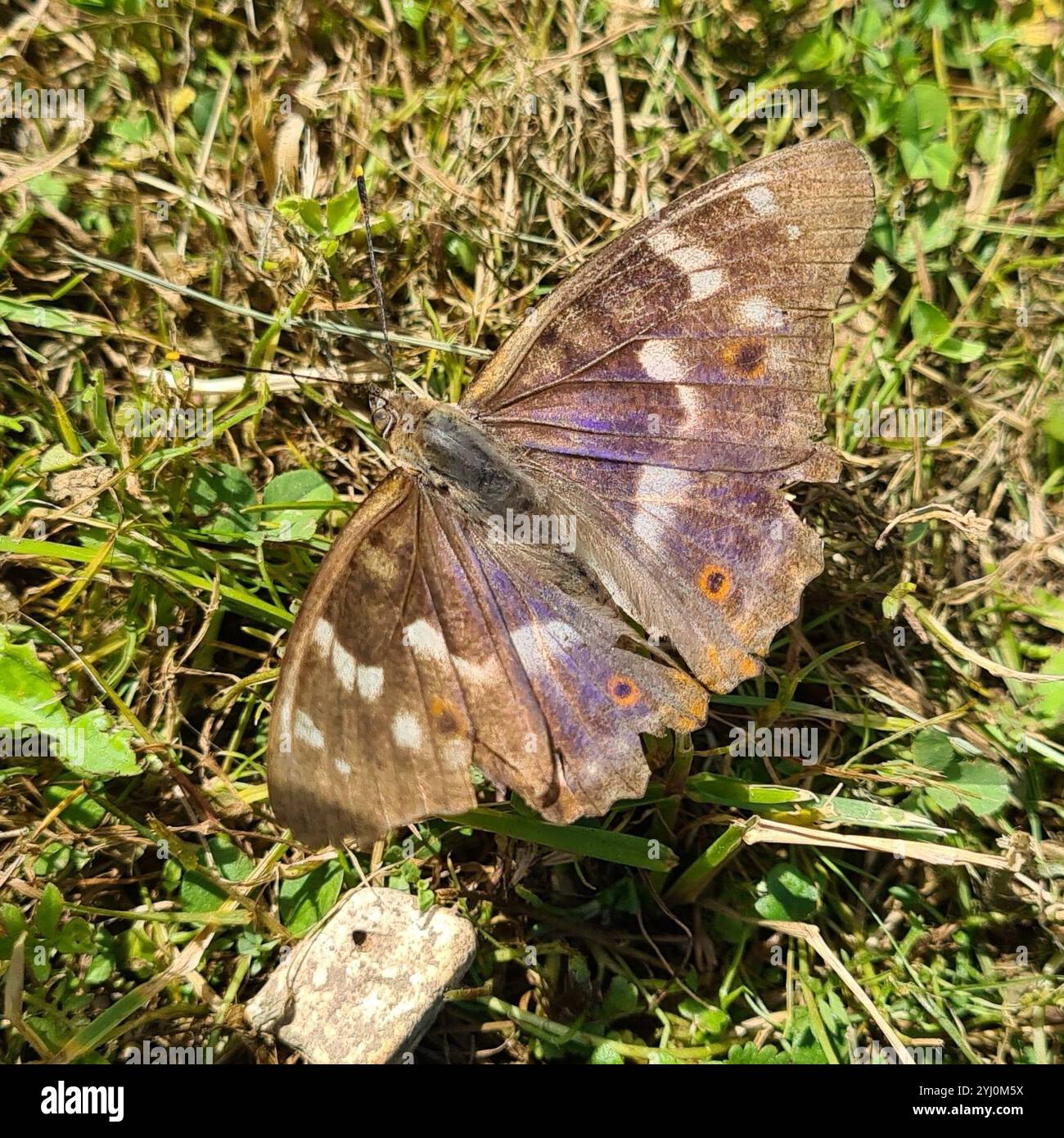 Lesser Purple Emperor (Apatura ilia Stock Photo - Alamy