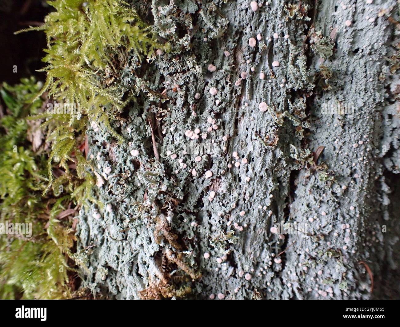 Peppermint Drop Lichens (Icmadophila Stock Photo - Alamy
