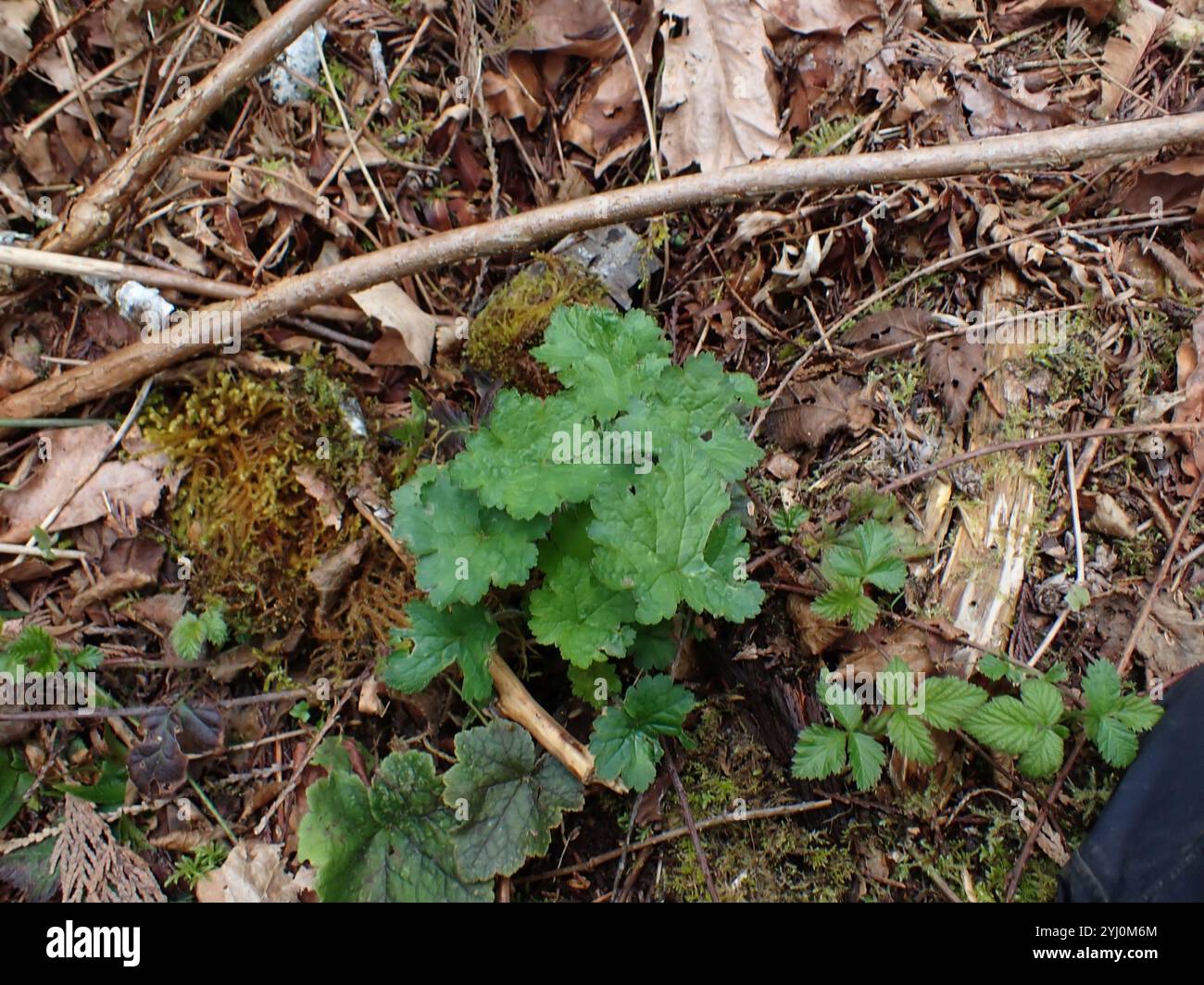 fringe cups (Tellima grandiflora Stock Photo - Alamy