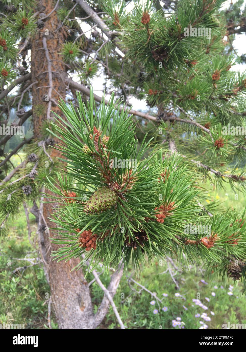 lodgepole pine (Pinus contorta Stock Photo - Alamy
