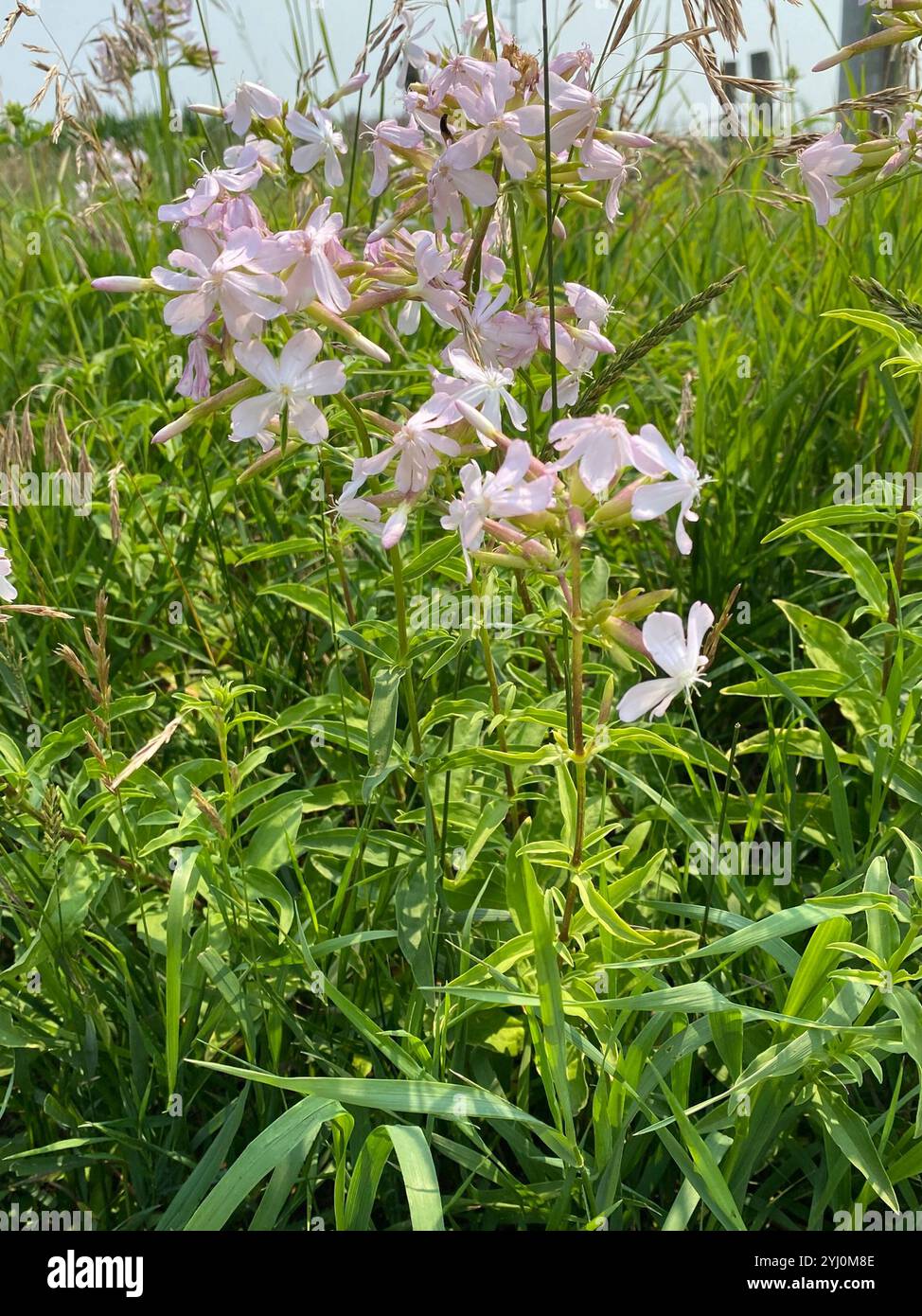 common soapwort (Saponaria officinalis Stock Photo - Alamy