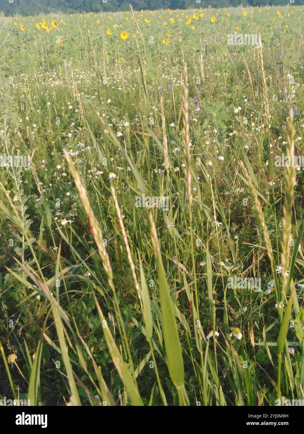 Quack Grass (Elymus repens Stock Photo - Alamy
