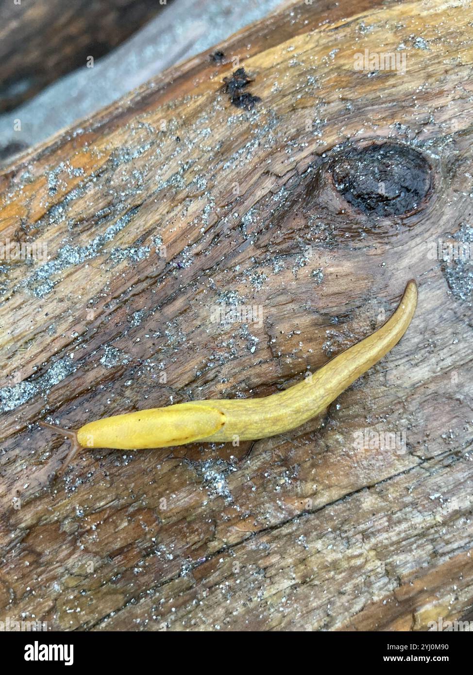 Yellow-bordered Taildropper (Prophysaon foliolatum Stock Photo - Alamy