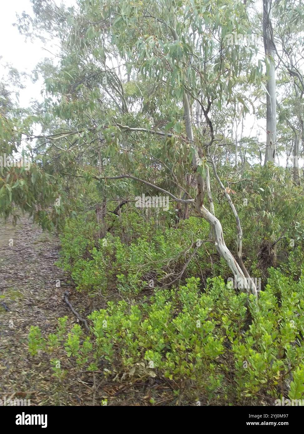 South Australian Blue Gum (Eucalyptus leucoxylon leucoxylon Stock Photo ...