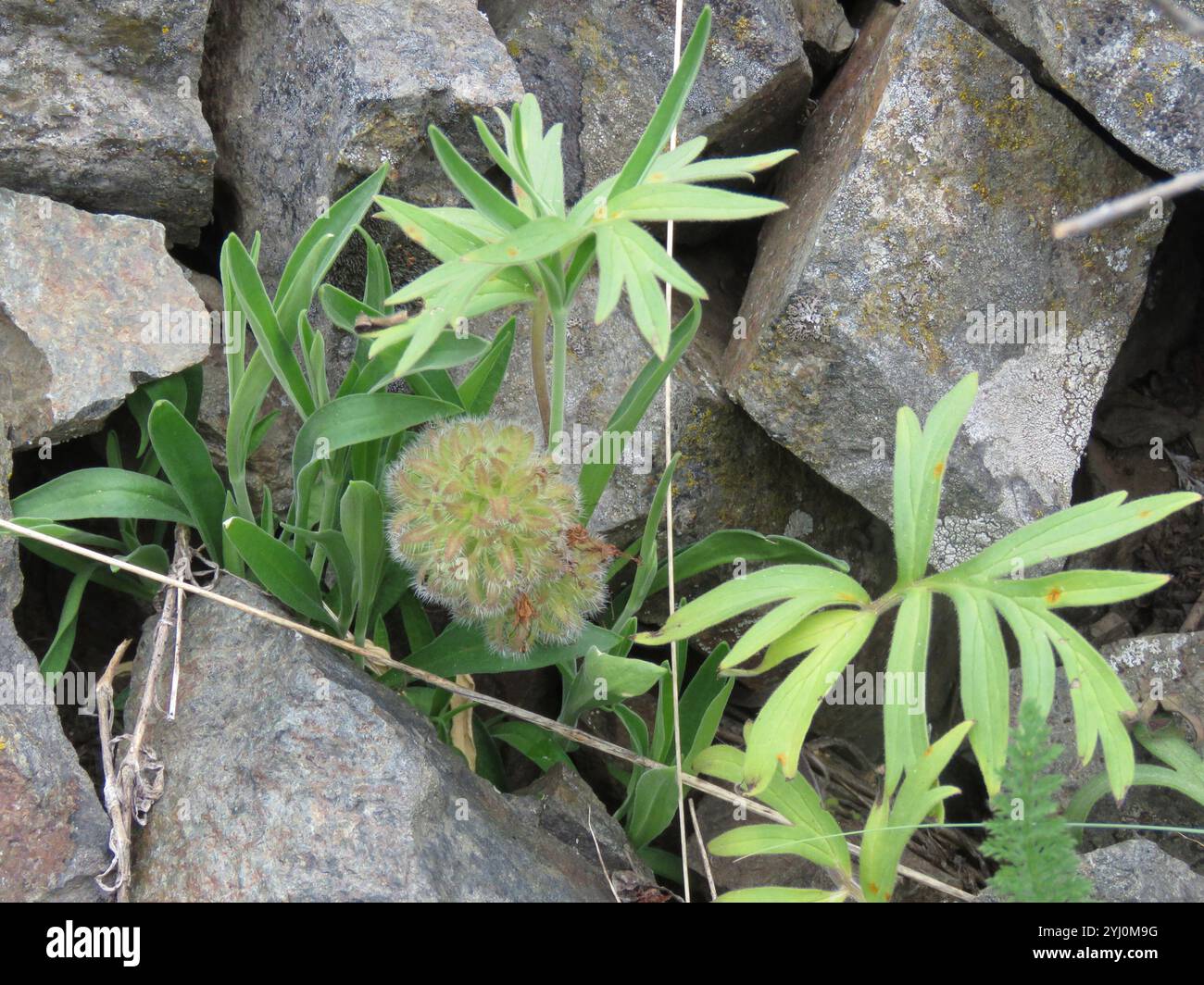 ballhead waterleaf (Hydrophyllum capitatum Stock Photo - Alamy