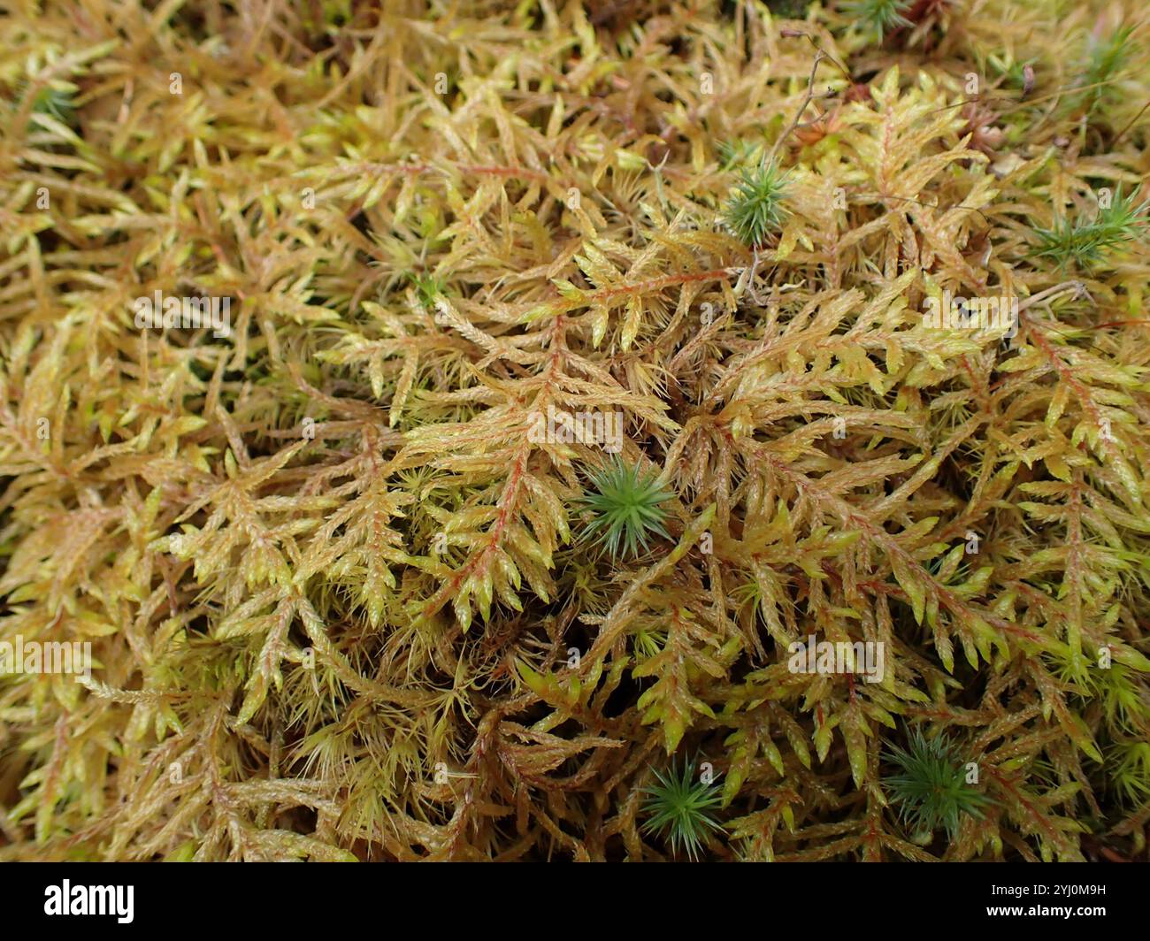 Red-stemmed Feather Moss (Pleurozium schreberi Stock Photo - Alamy
