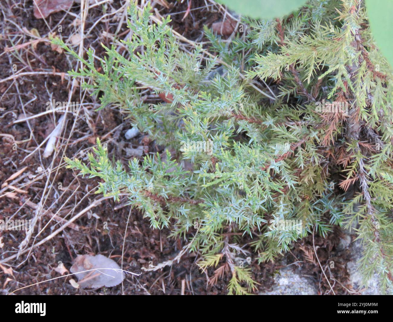 common juniper (Juniperus communis Stock Photo - Alamy