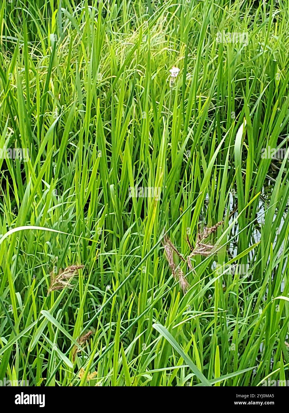 big bur-reed (Sparganium eurycarpum Stock Photo - Alamy