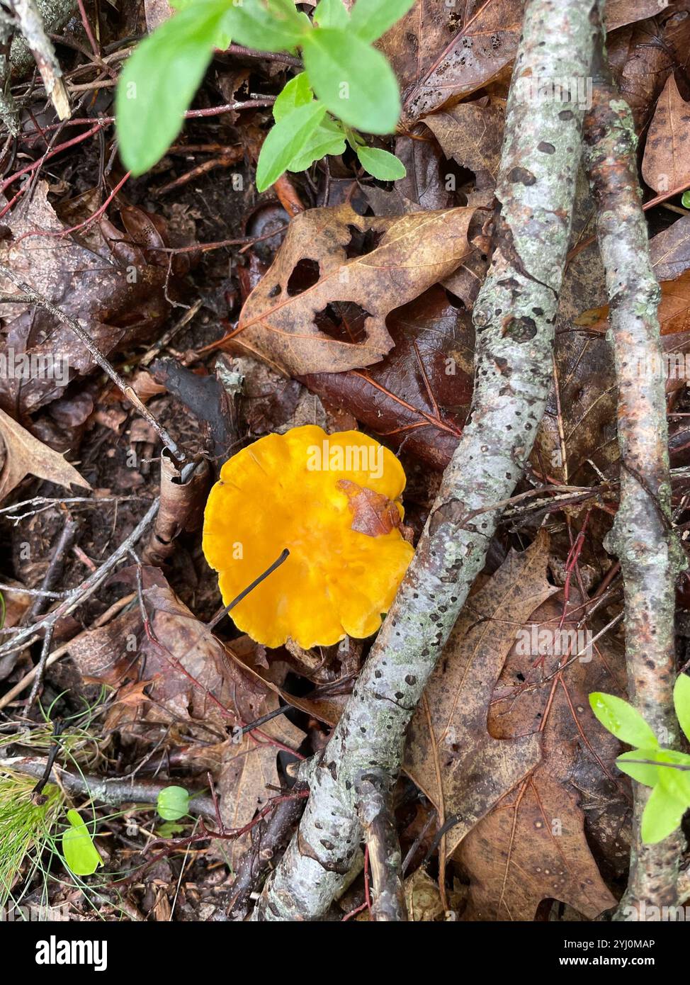 flame trumpet (Craterellus ignicolor Stock Photo - Alamy