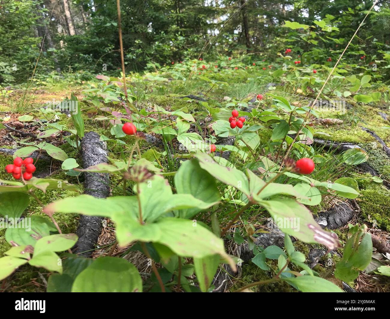 Canadian bunchberry (Cornus canadensis Stock Photo - Alamy
