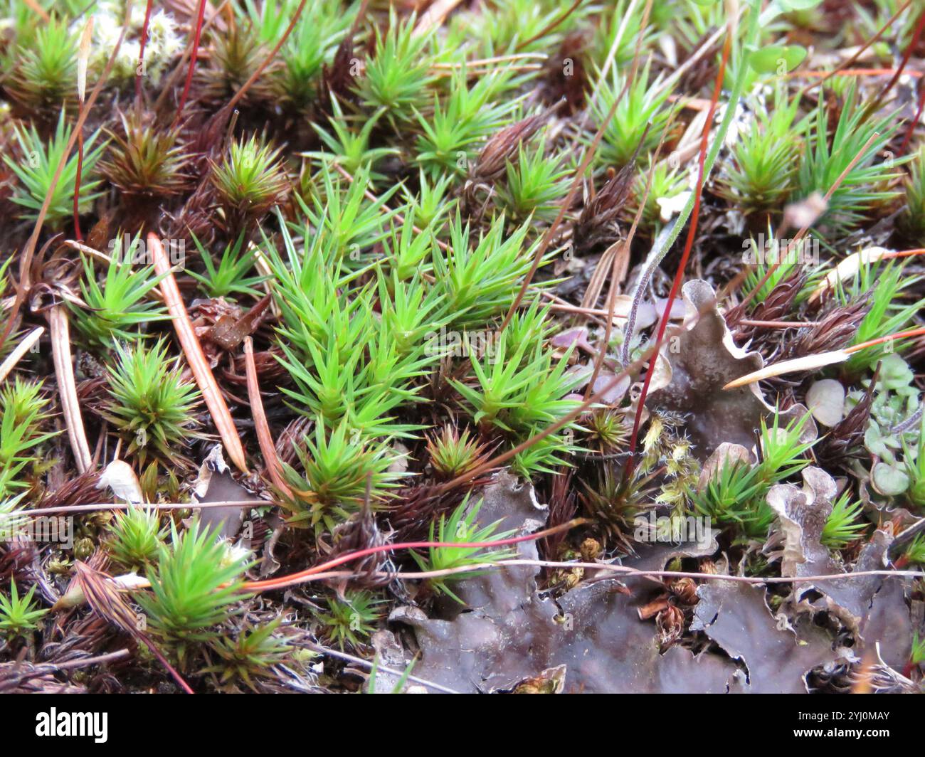 haircap mosses (Polytrichum Stock Photo - Alamy