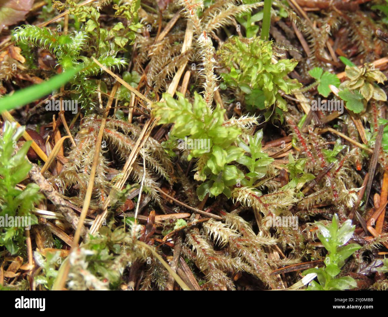 Badge Moss (Plagiomnium insigne Stock Photo - Alamy