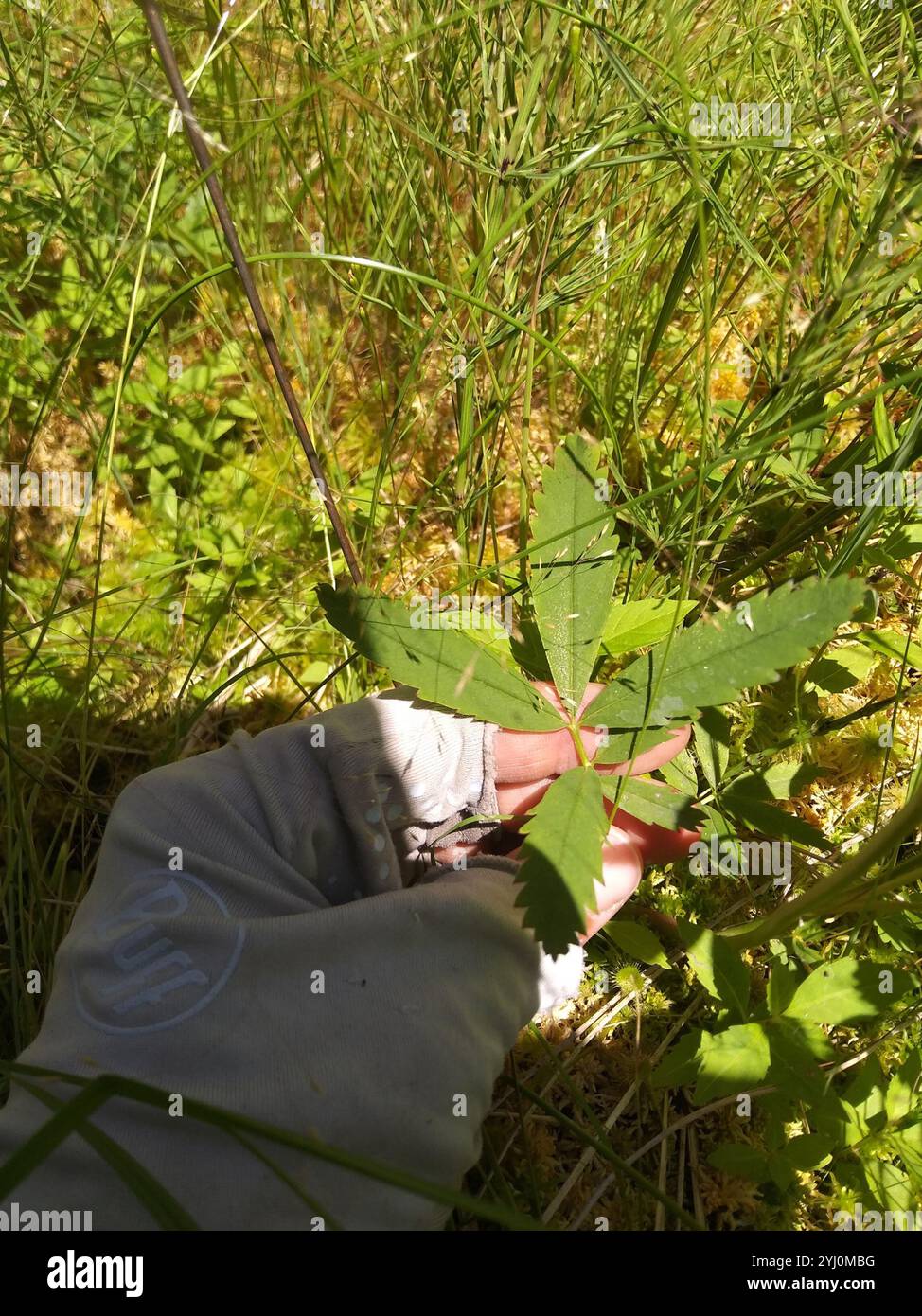 marsh cinquefoil (Comarum palustre Stock Photo - Alamy