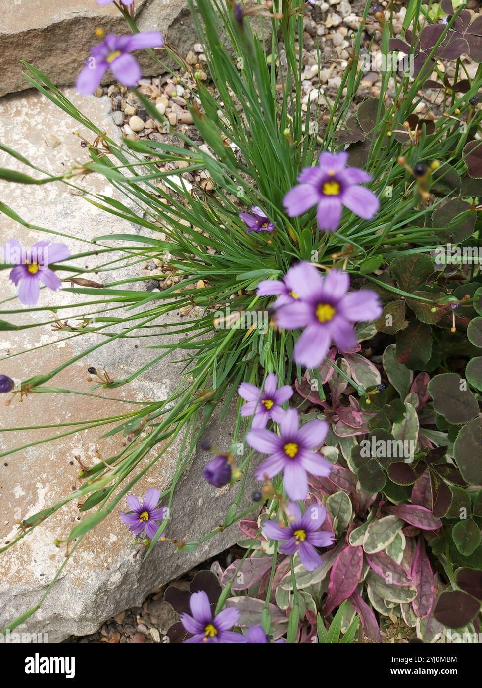 western blue-eyed grass (Sisyrinchium bellum Stock Photo - Alamy