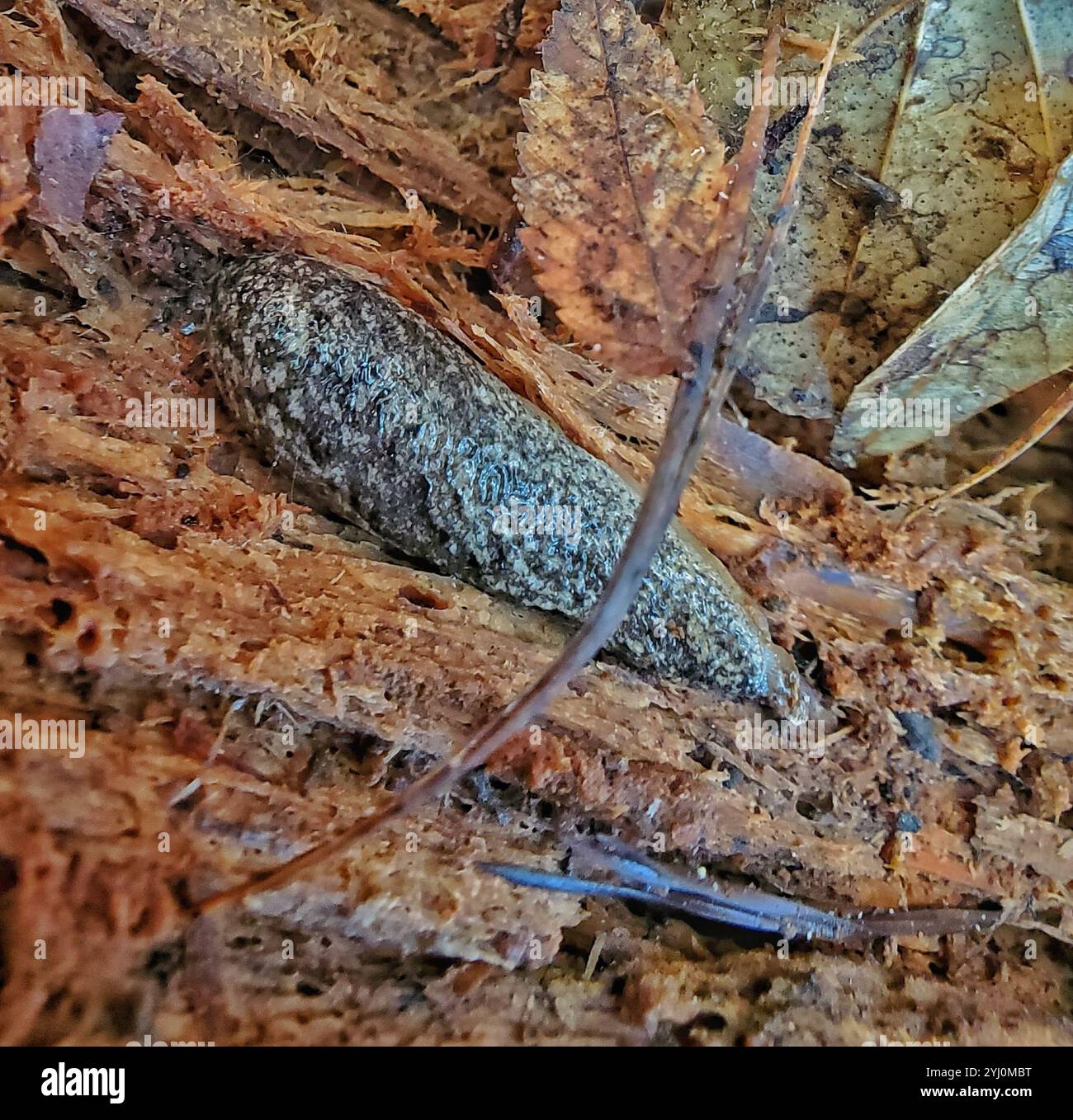 Carolina Mantleslug (Philomycus carolinianus Stock Photo - Alamy