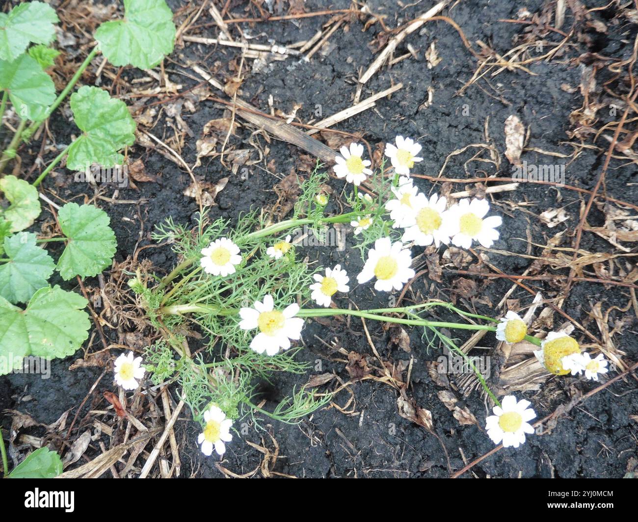 scentless mayweed (Tripleurospermum inodorum Stock Photo - Alamy