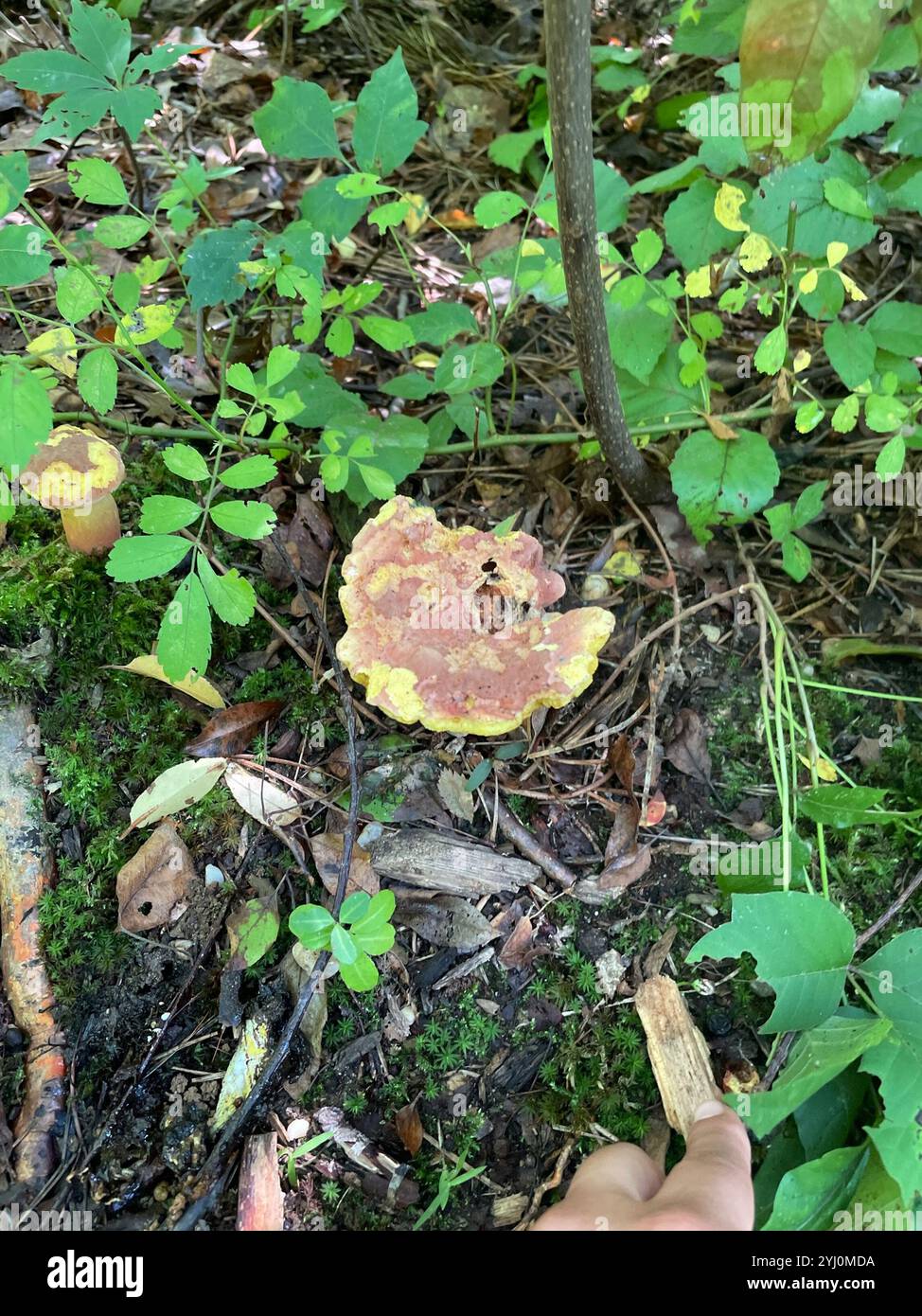 two-colored bolete (Baorangia bicolor Stock Photo - Alamy