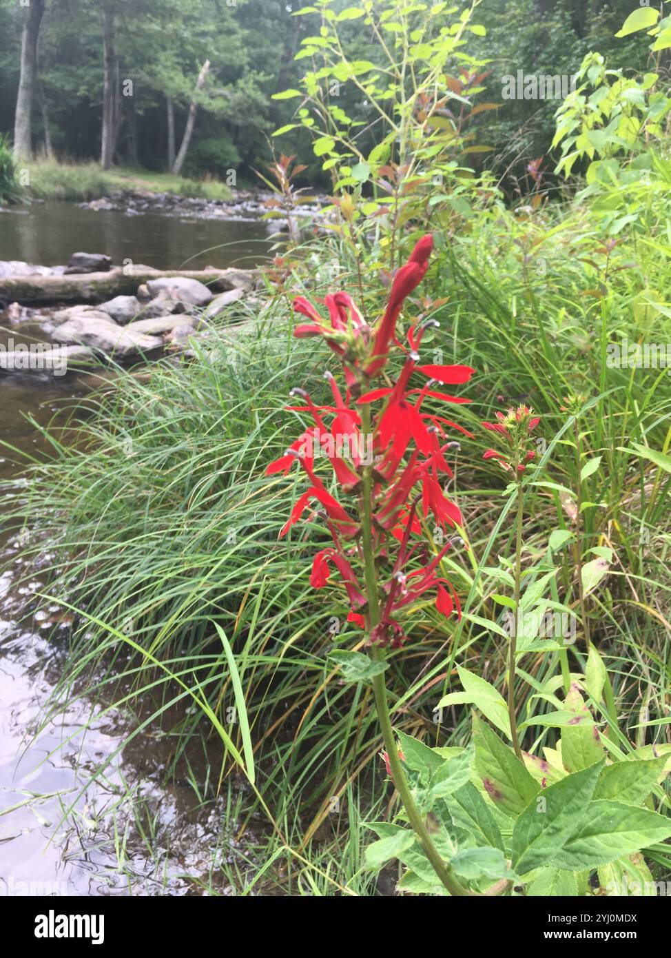 cardinal flower (Lobelia cardinalis Stock Photo - Alamy