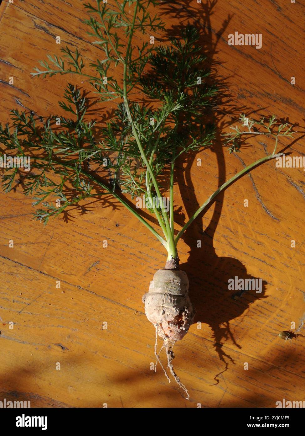 carrot family (Apiaceae Stock Photo - Alamy