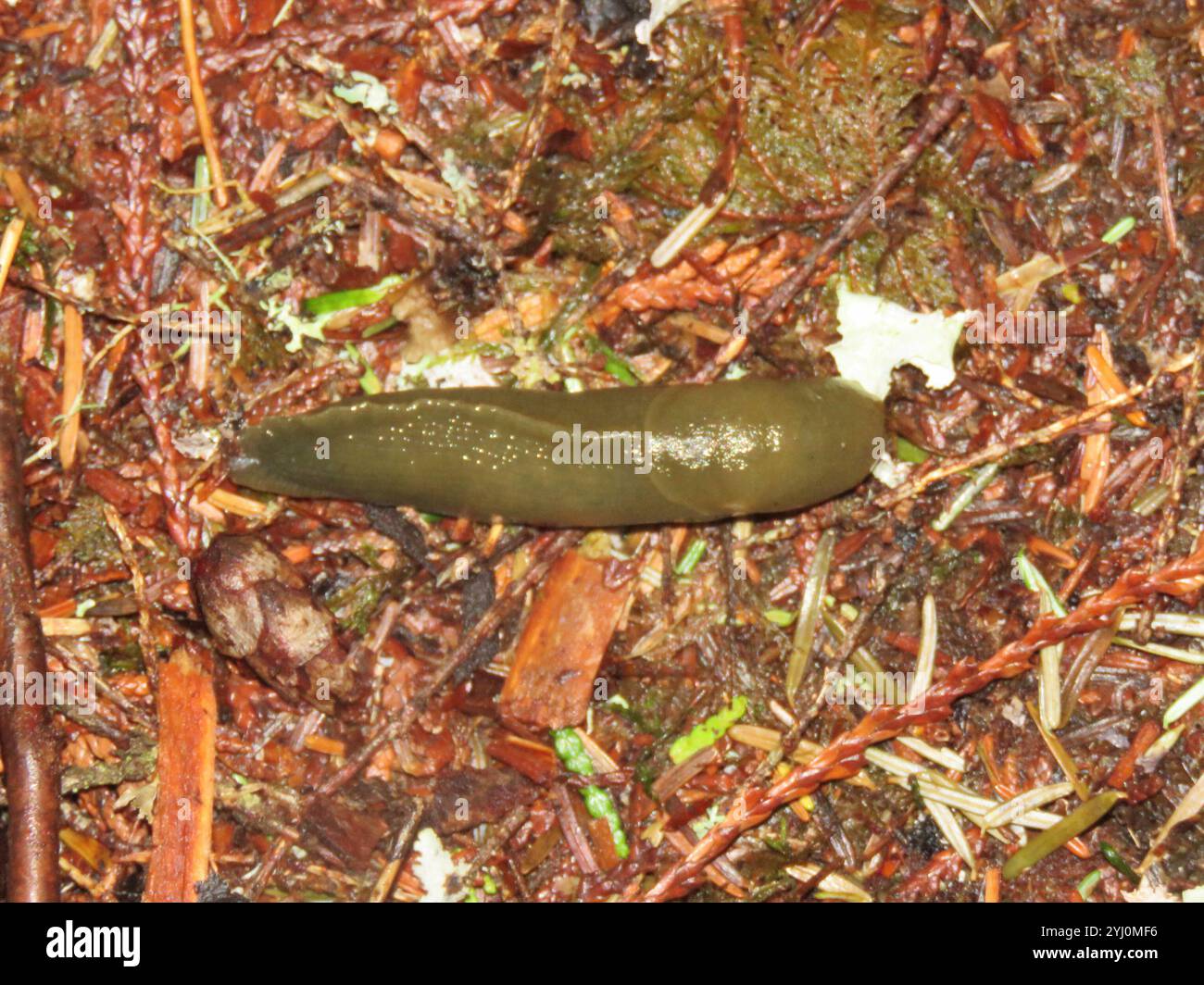 Pacific Banana Slug (Ariolimax columbianus Stock Photo - Alamy