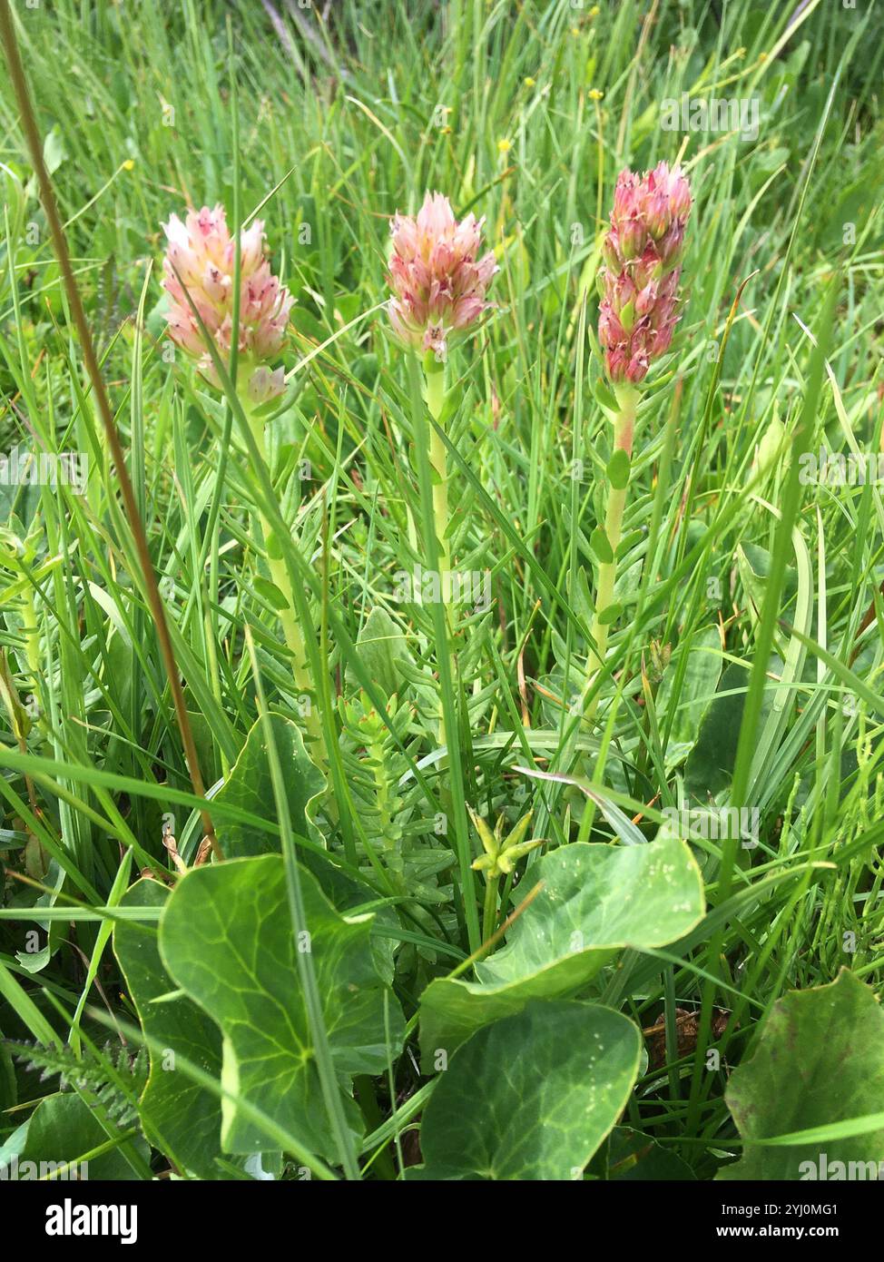 Queen's Crown (Rhodiola rhodantha Stock Photo - Alamy